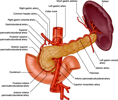 Stomach and Duodenum - RME